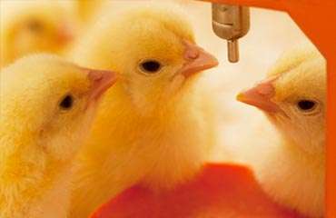 Poultry Farming Services in Ranchi, Poultry Farming and Pet Animal ...